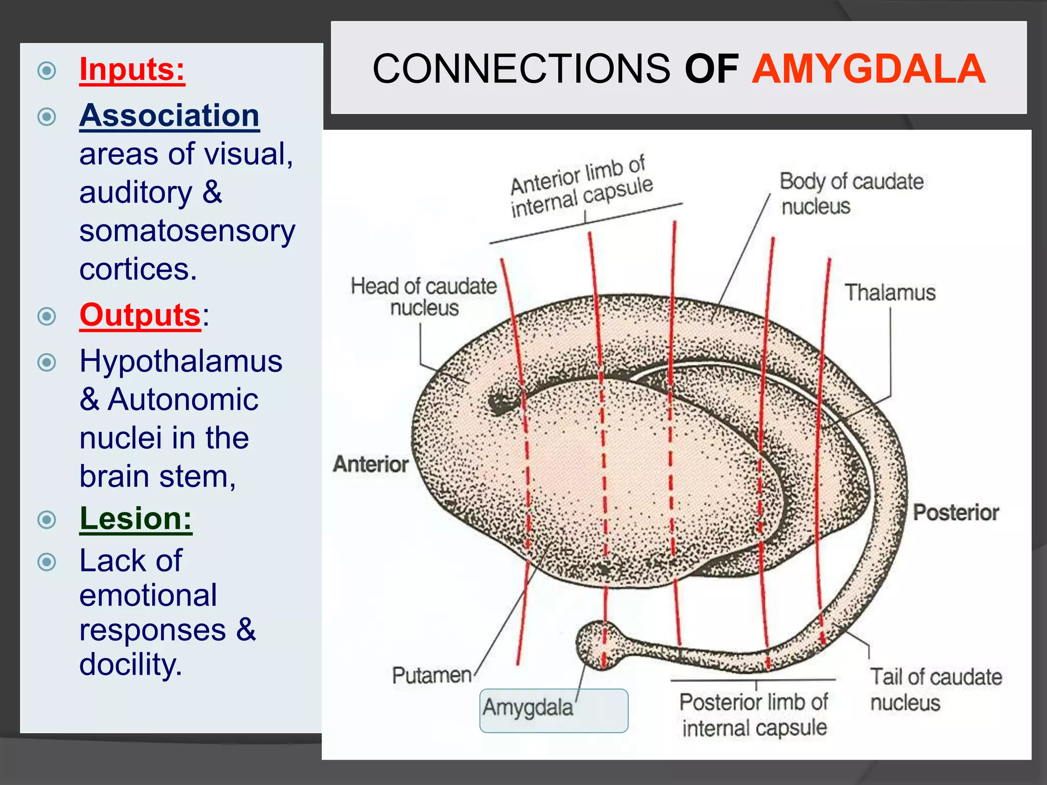 L20-Thalamus & Limbic System.ppt