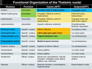 L20-Thalamus & Limbic System.ppt