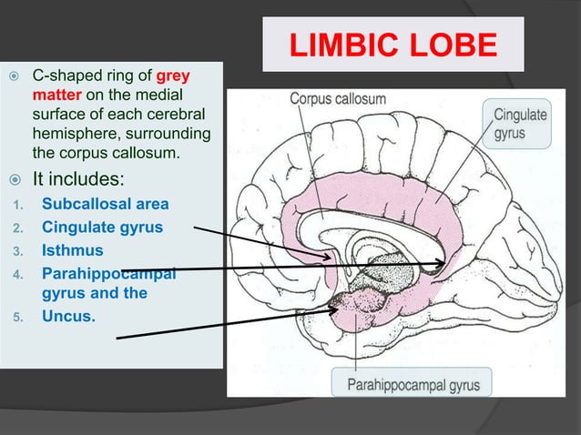 L20-Thalamus & Limbic System.ppt