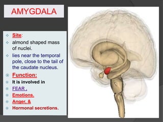 L20-Thalamus & Limbic System.ppt