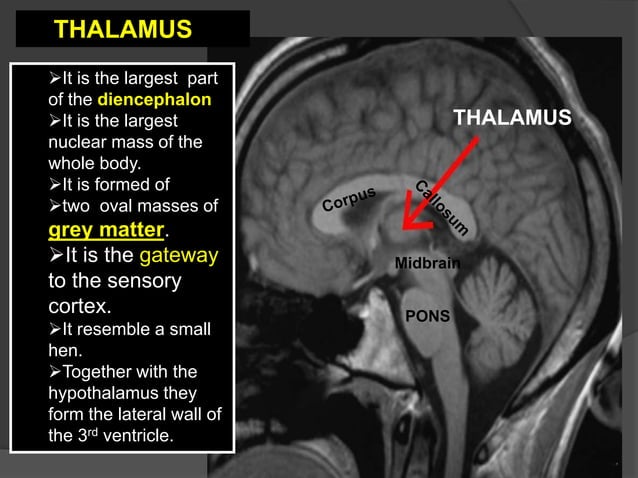 L20-Thalamus & Limbic System.ppt