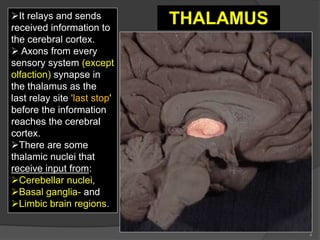 L20-Thalamus & Limbic System.ppt