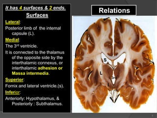 L20-Thalamus & Limbic System.ppt