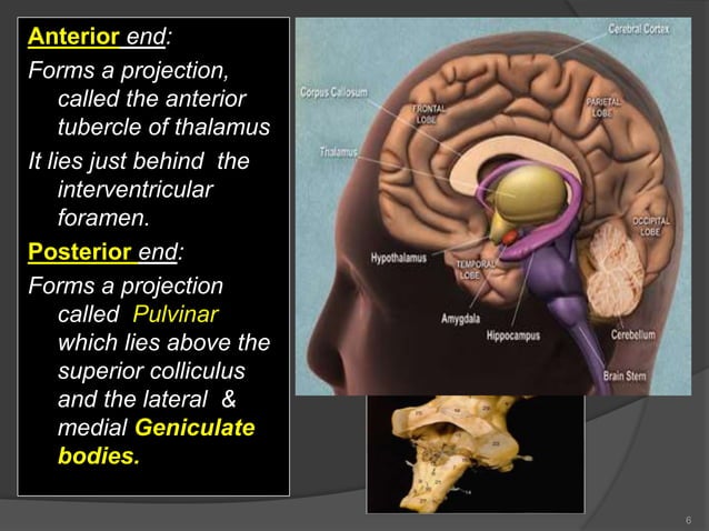 L20-Thalamus & Limbic System.ppt
