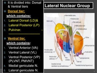 L20-Thalamus & Limbic System.ppt