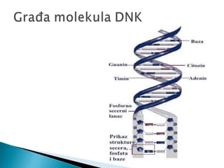 L200 - Biologija - Molekularna biologija - Milena Petrović - Radica Dimitrijević | PPT