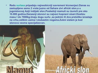 L207 - Biologija - Sisari – Natalija Radenković - Danijela Veljković | PPT