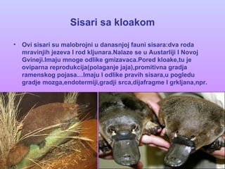 L207 - Biologija - Sisari – Natalija Radenković - Danijela Veljković | PPT
