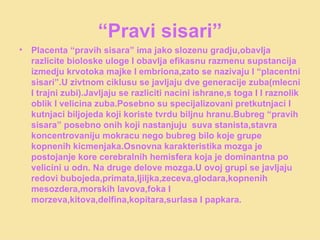 L207 - Biologija - Sisari – Natalija Radenković - Danijela Veljković | PPT