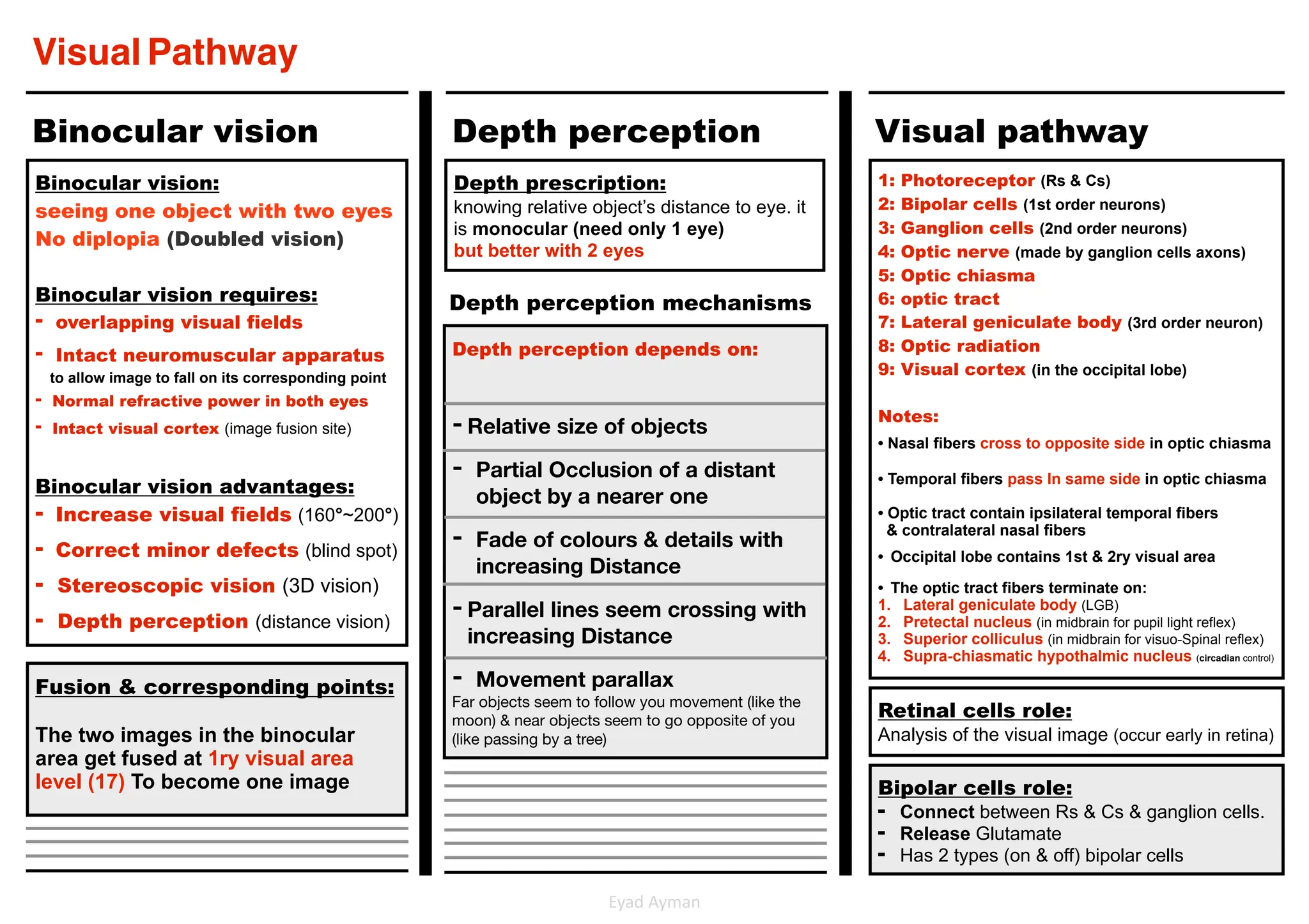 L20 Visual pathway in two pages………………….. | PPT