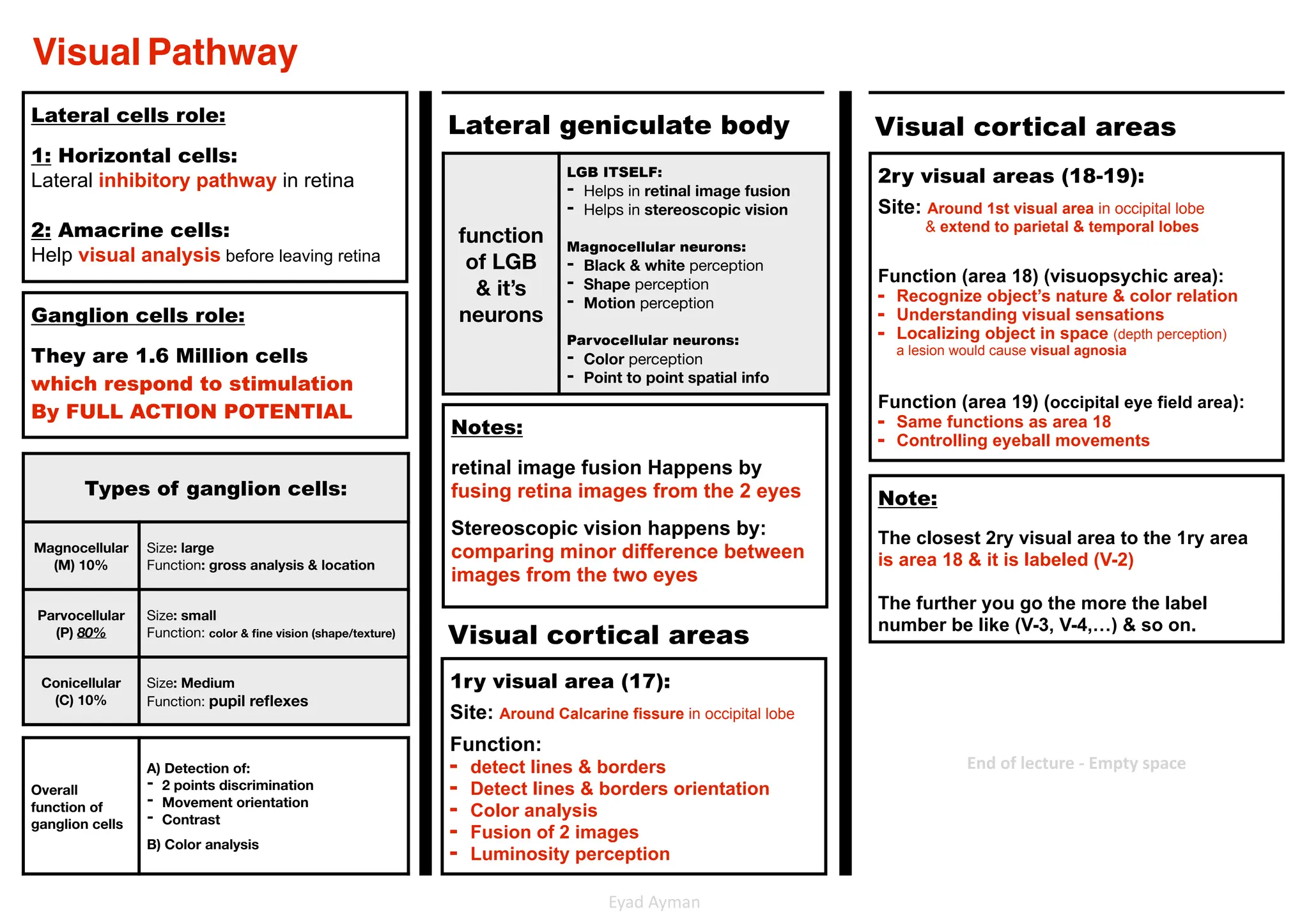 L20 Visual pathway in two pages………………….. | PPT