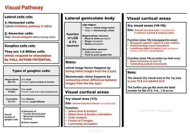 L20 Visual pathway in two pages………………….. | PPT