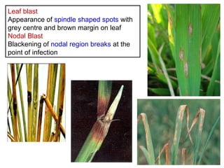 L 21. Anthracnose, blast and false smut.ppt