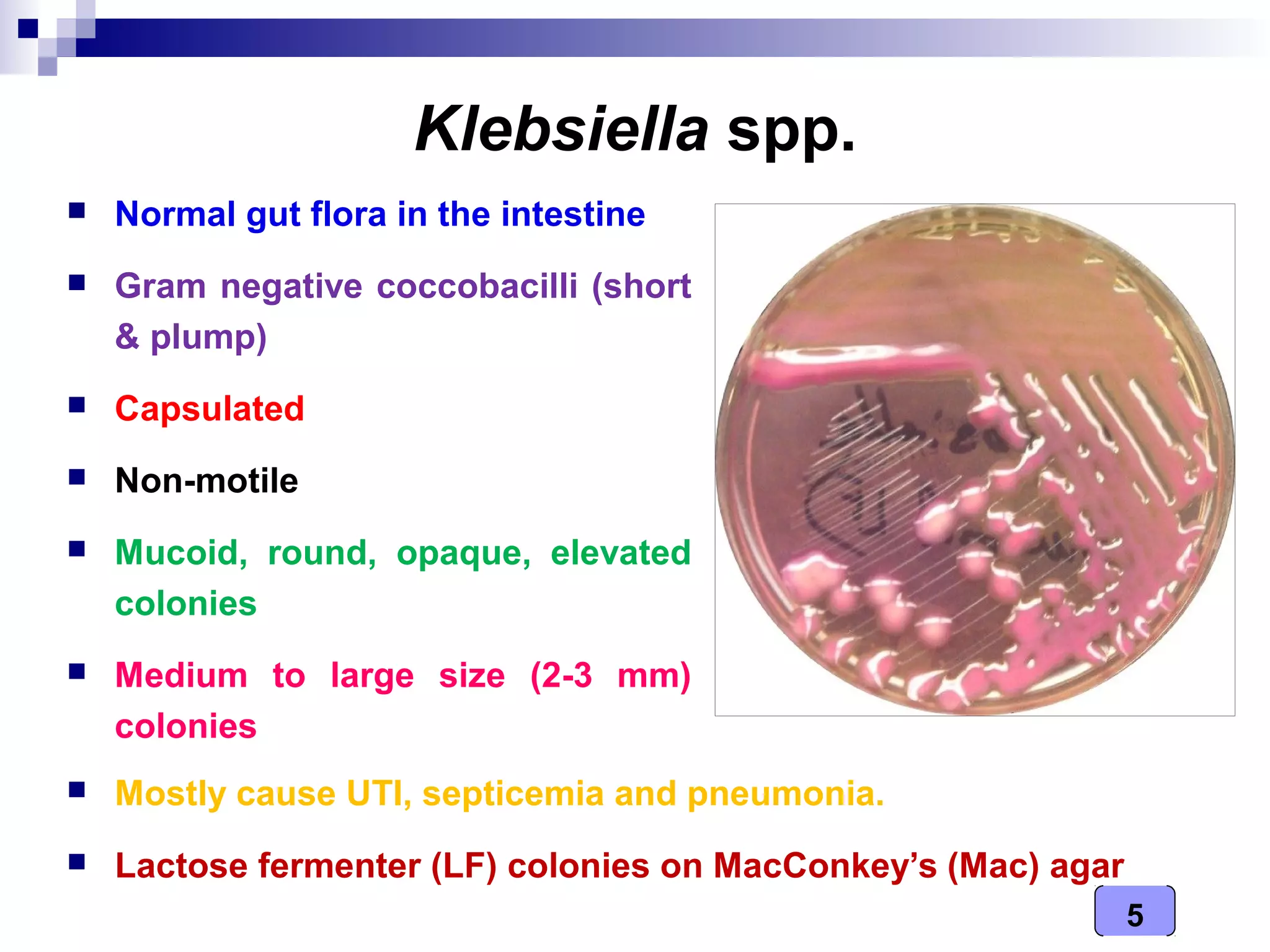 Medical Microbiology Laboratory (Enterobacteriaceae - II) | PDF
