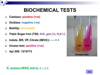 Medical Microbiology Laboratory (Enterobacteriaceae - II) | PDF
