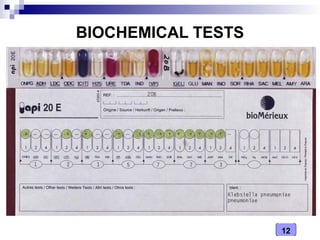 Medical Microbiology Laboratory (Enterobacteriaceae - II) | PDF