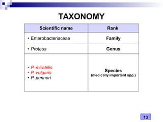 Medical Microbiology Laboratory (Enterobacteriaceae - II) | PDF