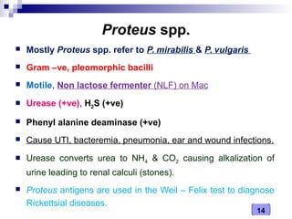 Medical Microbiology Laboratory (Enterobacteriaceae - II) | PDF