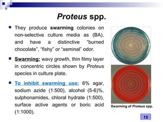 Medical Microbiology Laboratory (Enterobacteriaceae - II) | PDF