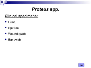 Medical Microbiology Laboratory (Enterobacteriaceae - II) | PDF