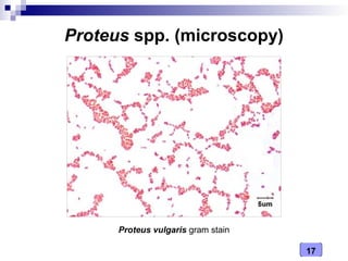Medical Microbiology Laboratory (Enterobacteriaceae - II) | PDF