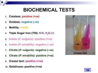 Medical Microbiology Laboratory (Enterobacteriaceae - II) | PDF