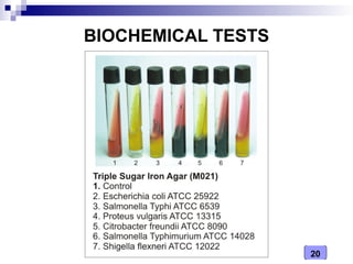 Medical Microbiology Laboratory (Enterobacteriaceae - II) | PDF