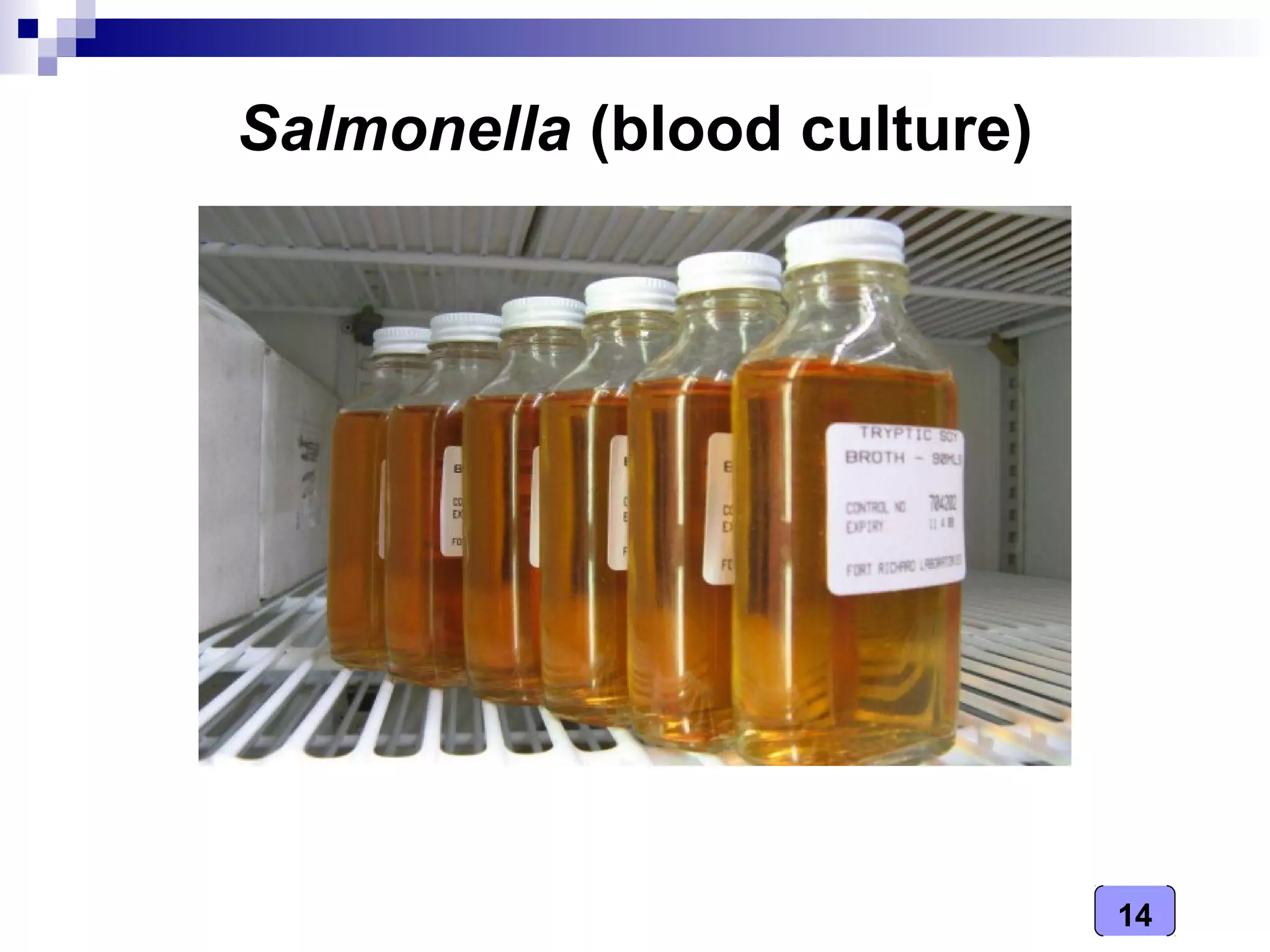 Medical Microbiology Laboratory (Enterobacteriaceae - III) | PDF