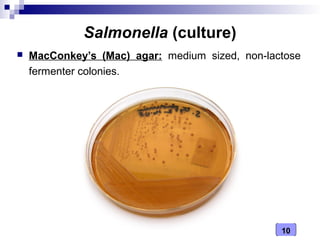 Medical Microbiology Laboratory (Enterobacteriaceae - III) | PPT