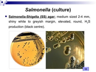 Medical Microbiology Laboratory (Enterobacteriaceae - III) | PPT
