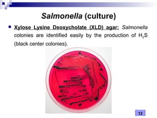 Medical Microbiology Laboratory (Enterobacteriaceae - III) | PPT