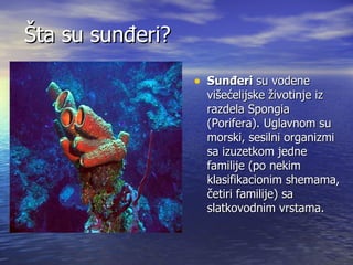 L222 - Biologija - Sunđeri - Damjan Bogdanović - Danijela Veljković | PPT