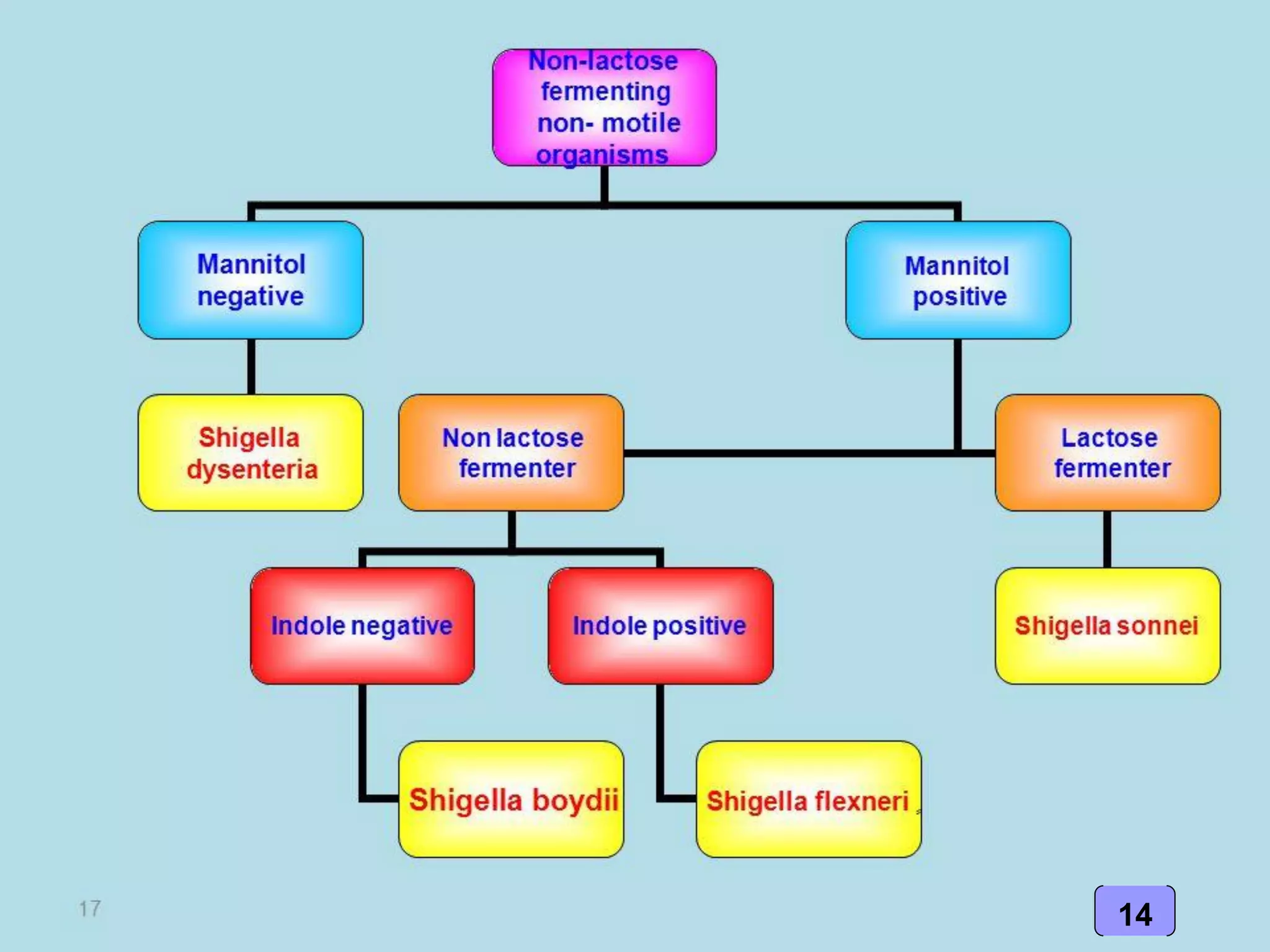 Medical Microbiology Laboratory (Enterobacteriaceae - IV) | PPT