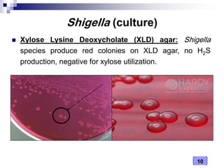 Medical Microbiology Laboratory (Enterobacteriaceae - IV) | PPT