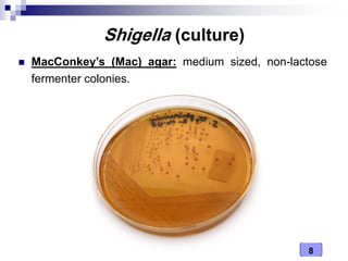 Medical Microbiology Laboratory (Enterobacteriaceae - IV) | PPT