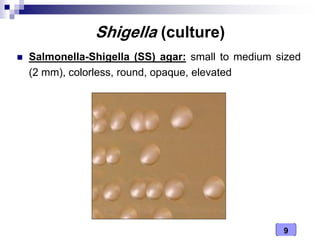 Medical Microbiology Laboratory (Enterobacteriaceae - IV) | PDF