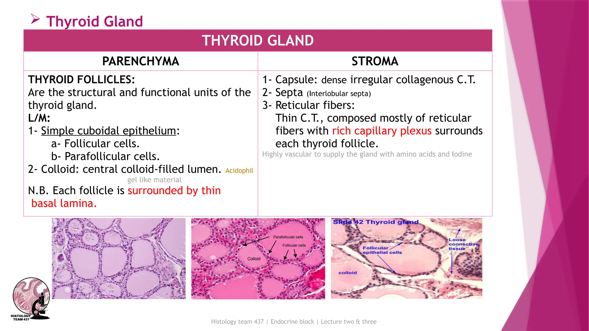 L2,3- Thyroid and parathyroid glands.pptx