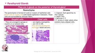 L2,3- Thyroid and parathyroid glands.pptx
