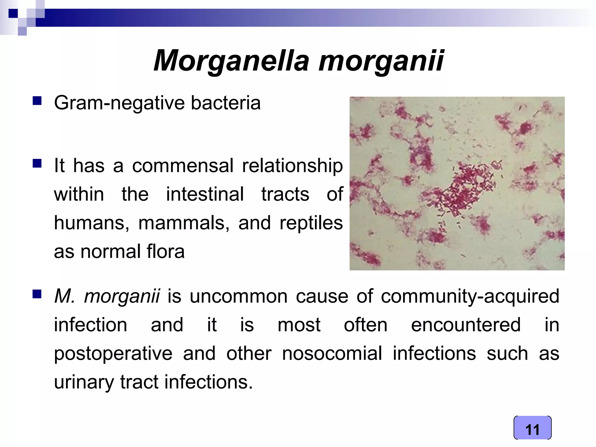 Medical Microbiology Laboratory (Enterobacteriaceae - V) | PDF