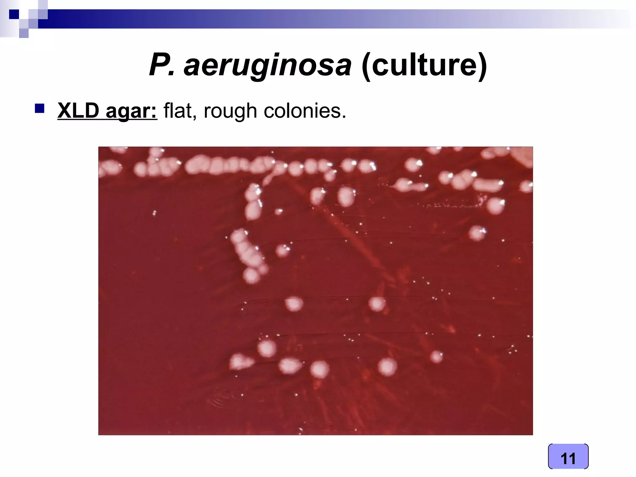 Medical Microbiology Laboratory (Pseudomonas spp.) | PDF