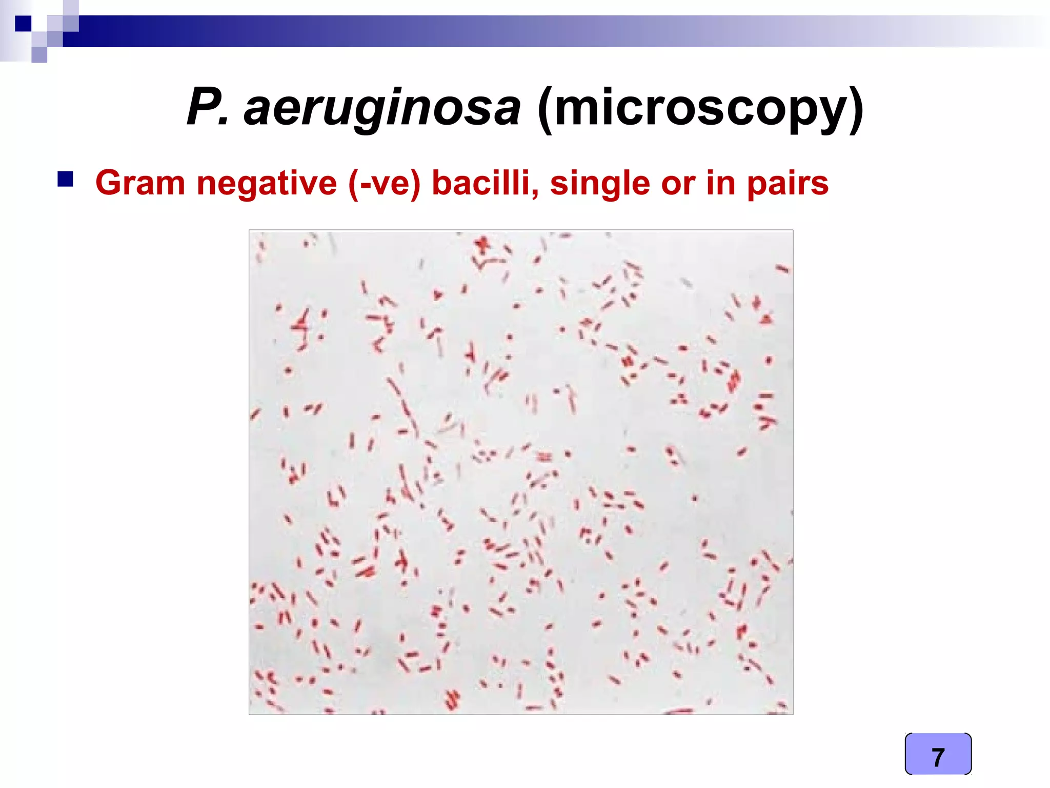 Medical Microbiology Laboratory (Pseudomonas spp.) | PDF
