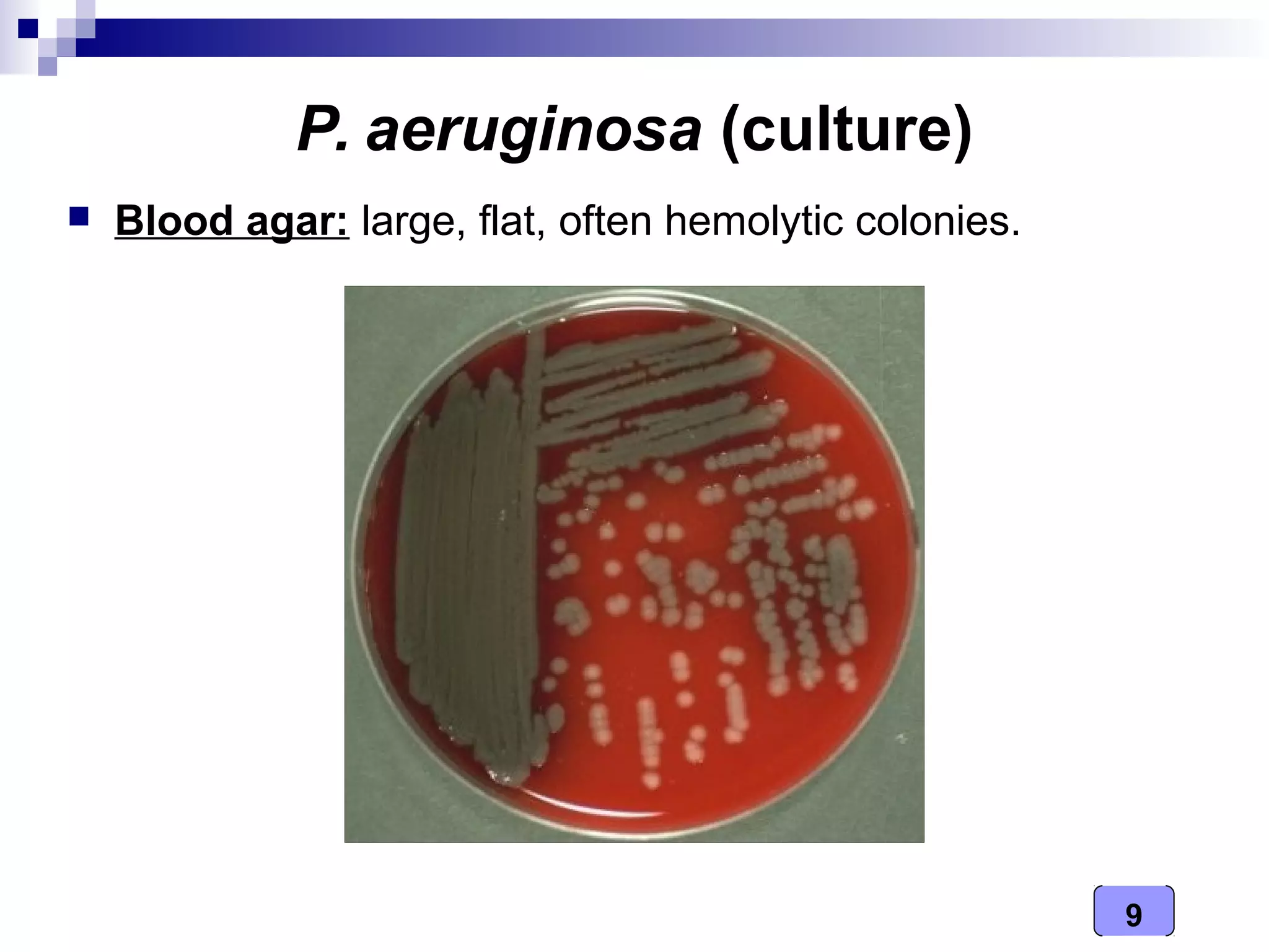 Medical Microbiology Laboratory (Pseudomonas spp.) | PDF