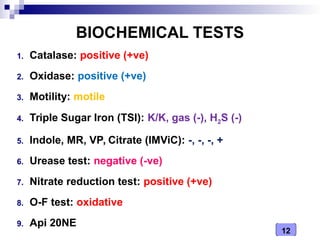 Medical Microbiology Laboratory (Pseudomonas spp.) | PDF