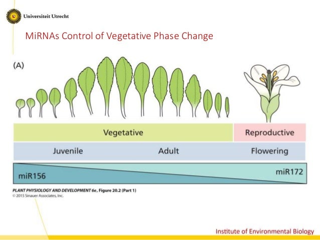 L26 kennen planten ook een puberteit marcel proveniers