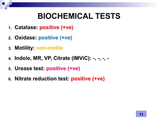 Medical Microbiology Laboratory (Brucella spp.) | PDF