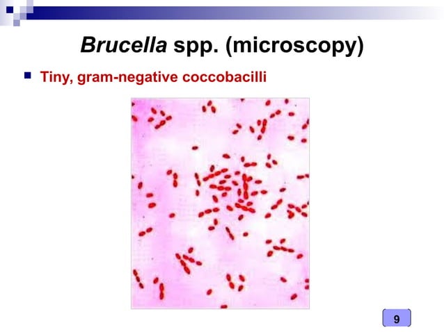 Medical Microbiology Laboratory (Brucella spp.) | PDF
