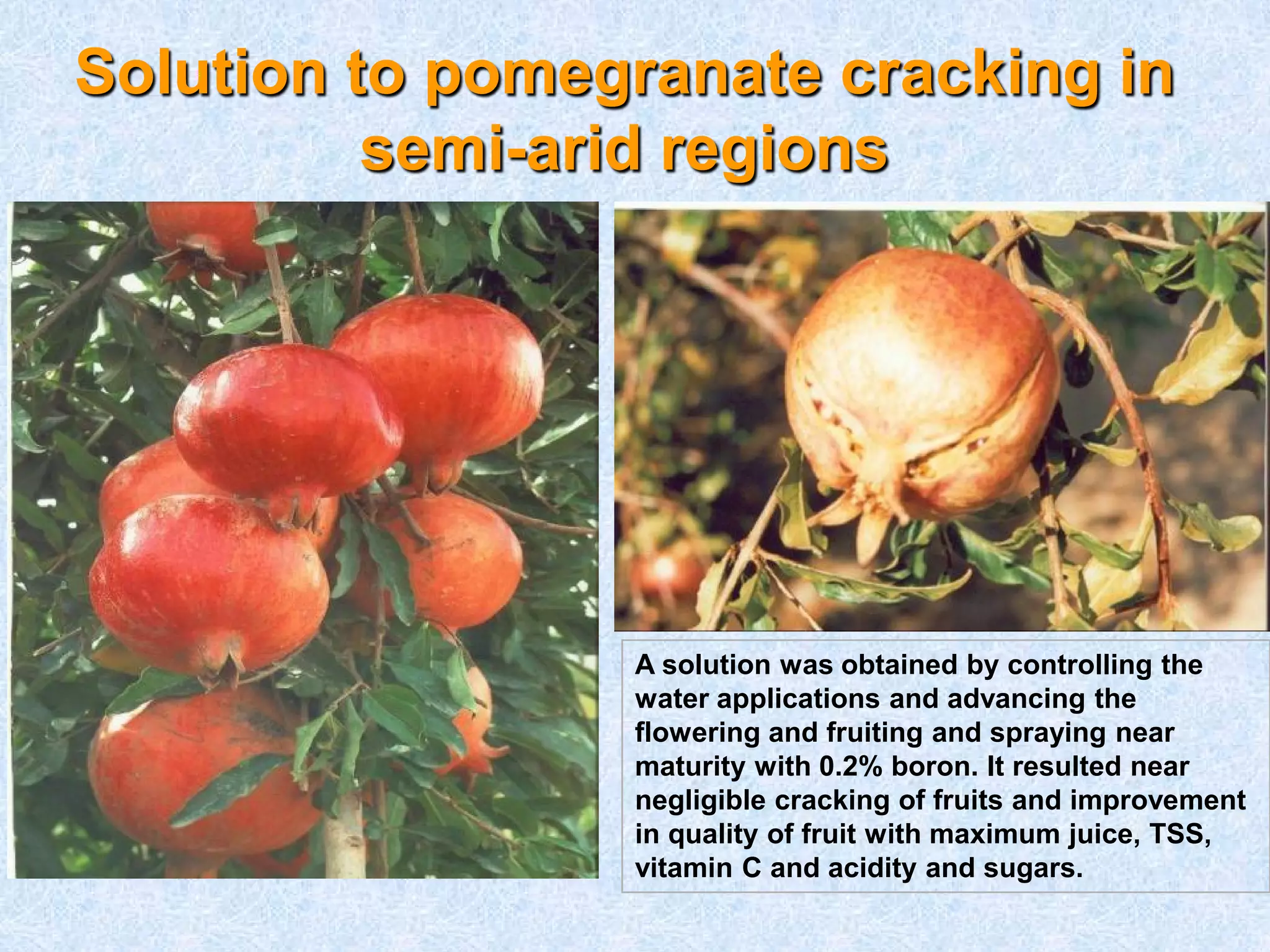 Ppt fruit pomeg_postharvest_ciphet | PDF