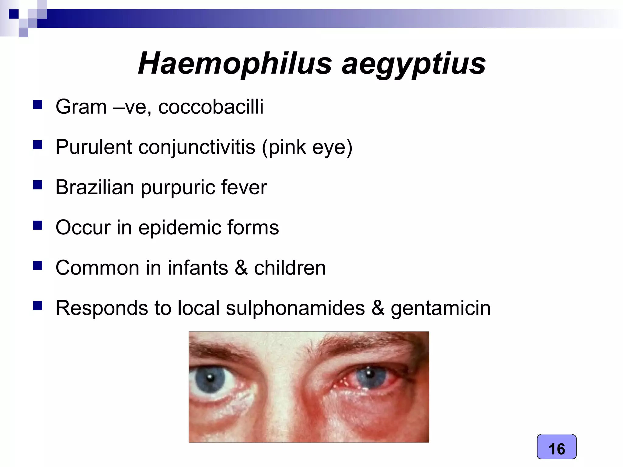 L27 - Medical Microbiology Laboratory (Haemophilus spp.) | PDF