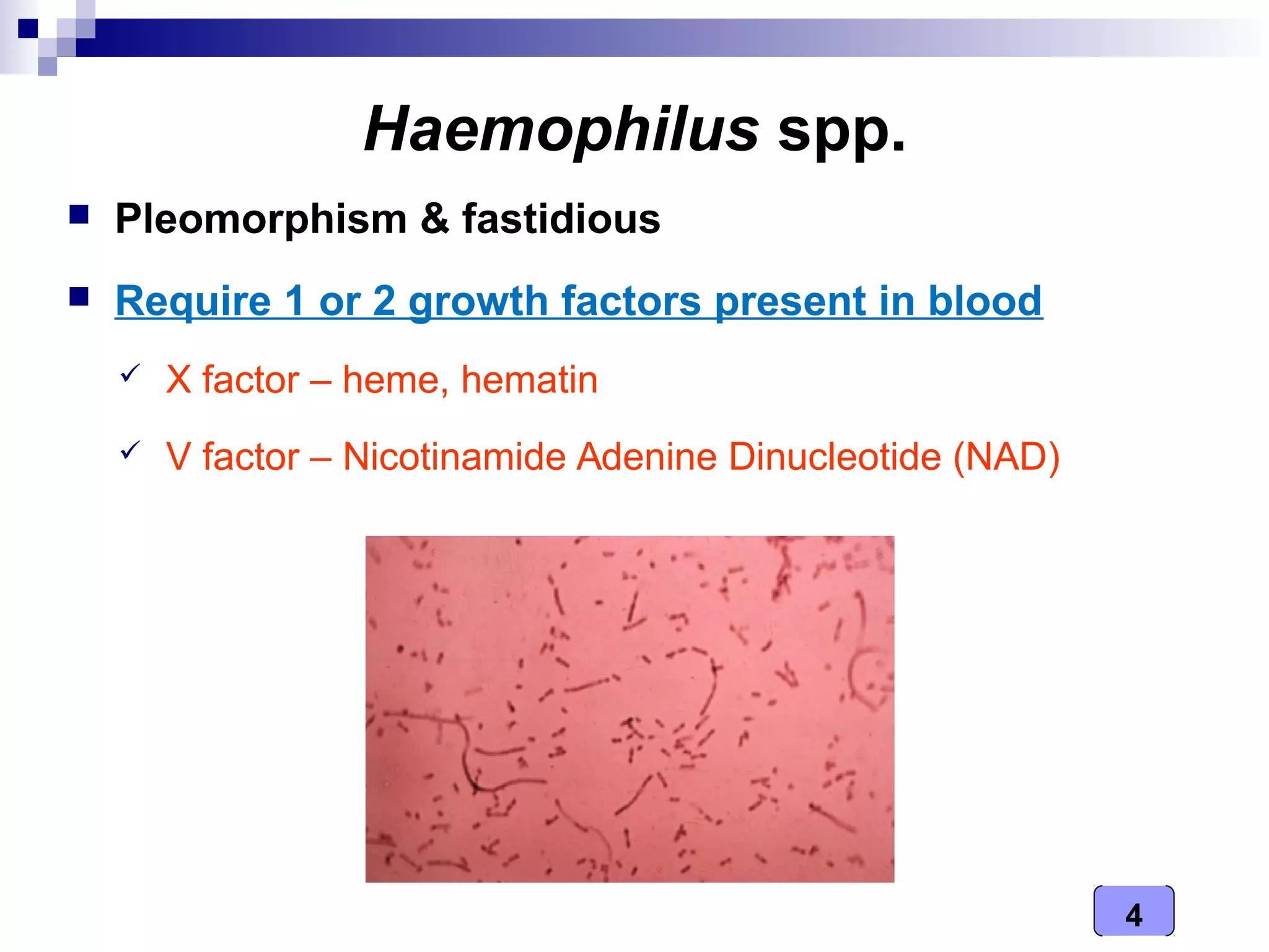 L27 - Medical Microbiology Laboratory (Haemophilus spp.) | PDF