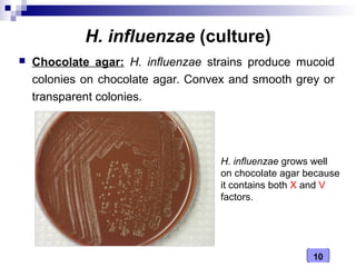 Haemophilus Influenzae Chocolate Agar